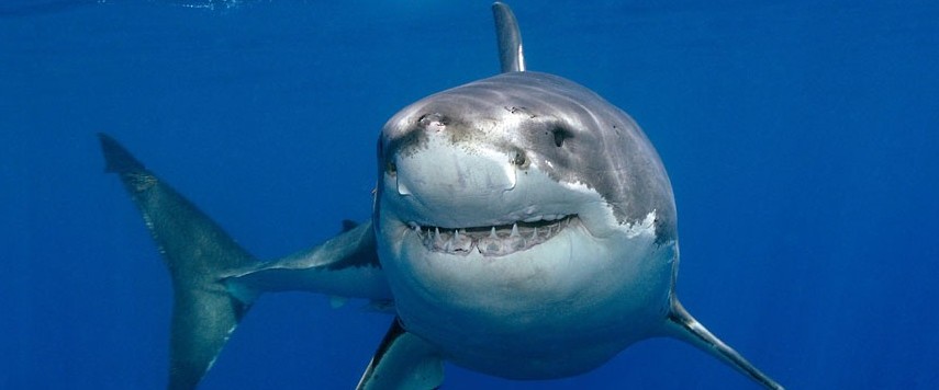 Sharks - Pacifica Beach Coalition